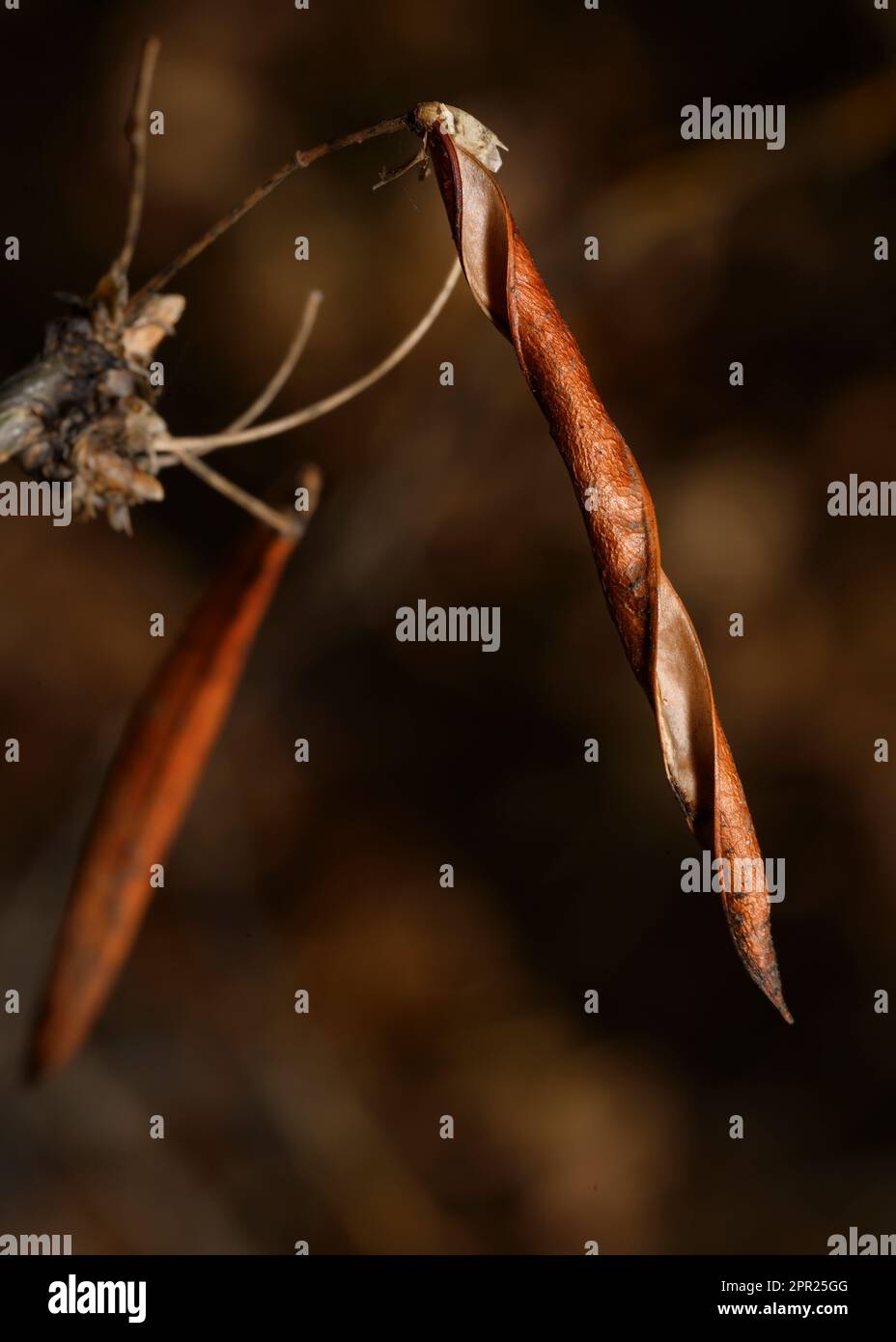A dried autumn leaf coiled into a spiral Stock Photo - Alamy