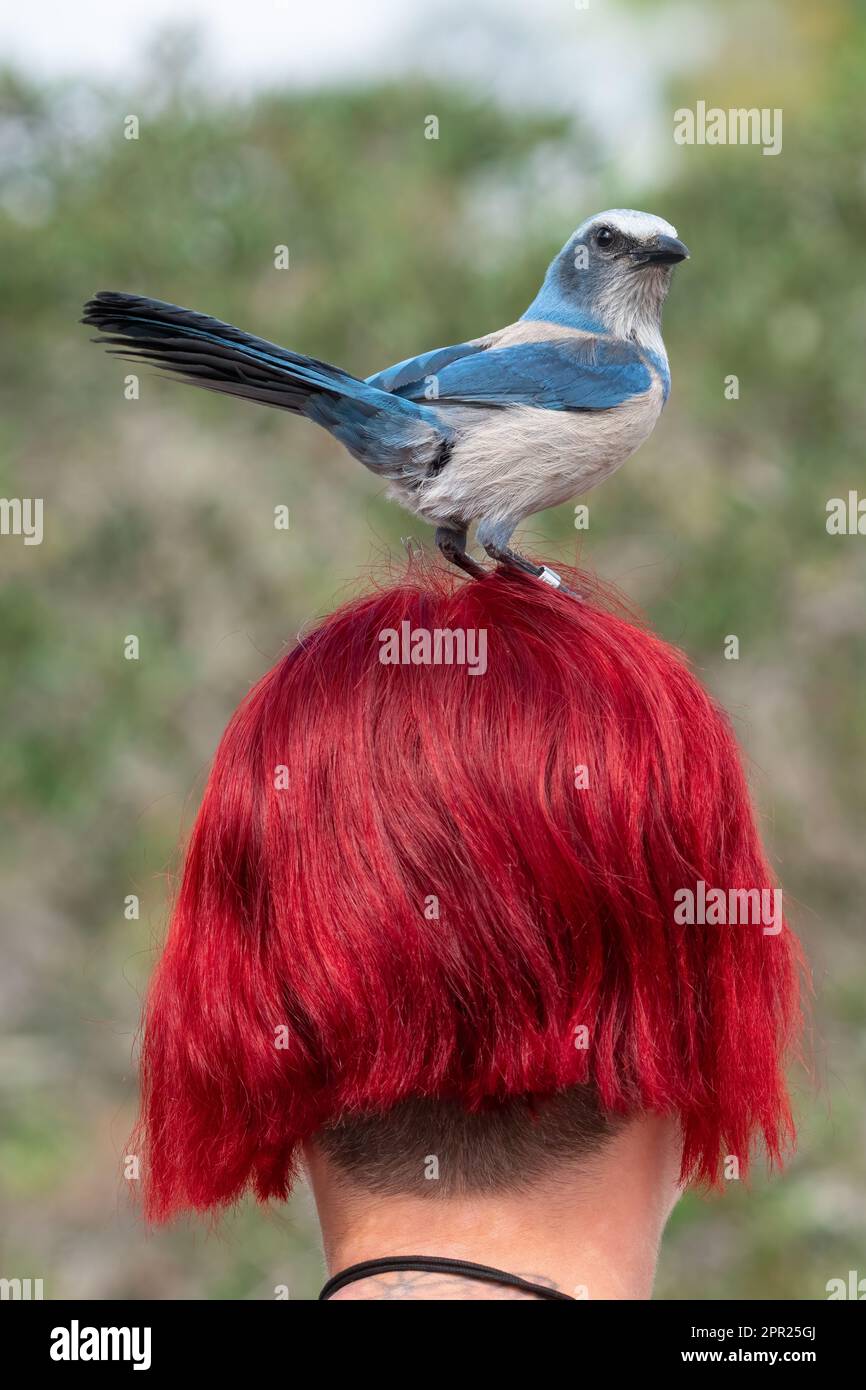 An endangered Florida scrub jay perches on the head of a birder who has ...