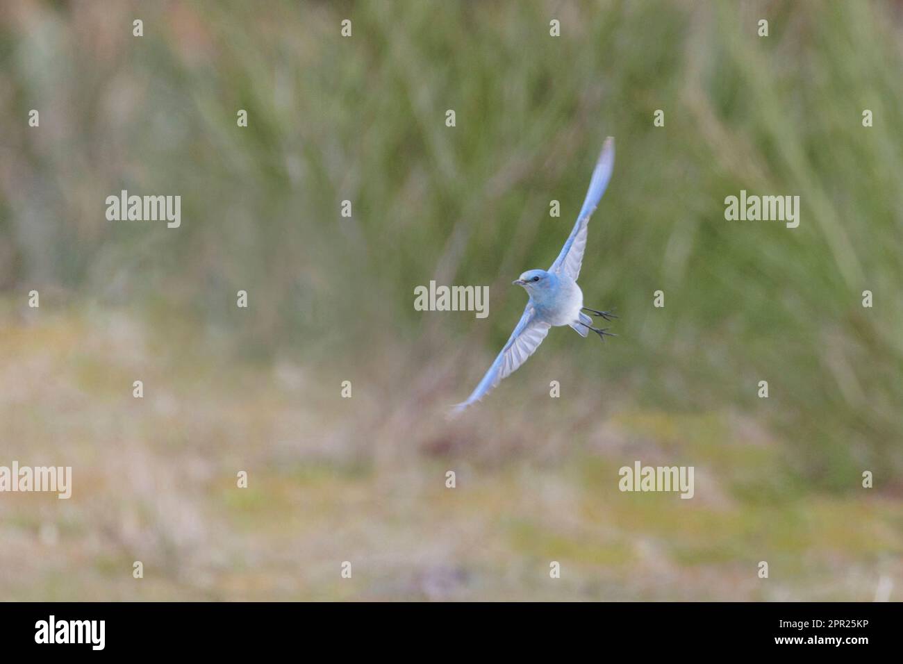 Mountain Bluebird bird at Vancouver BC Canada Stock Photo - Alamy