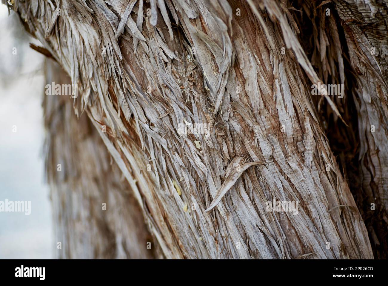 Juniperus Scopulorum Bark
