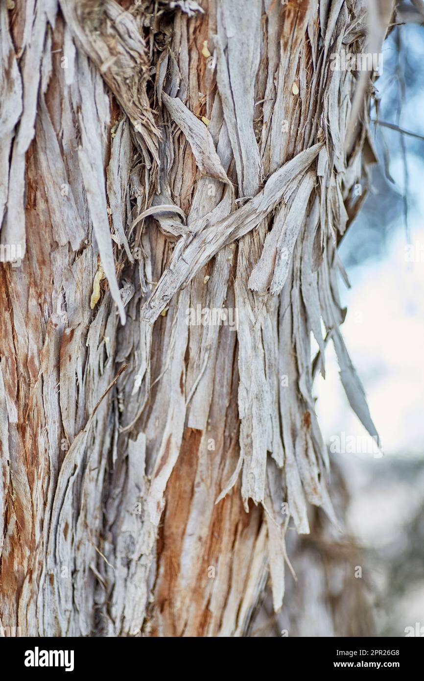 Close up of a Juniper Tree's Bark with shallow Depth of Field Stock ...