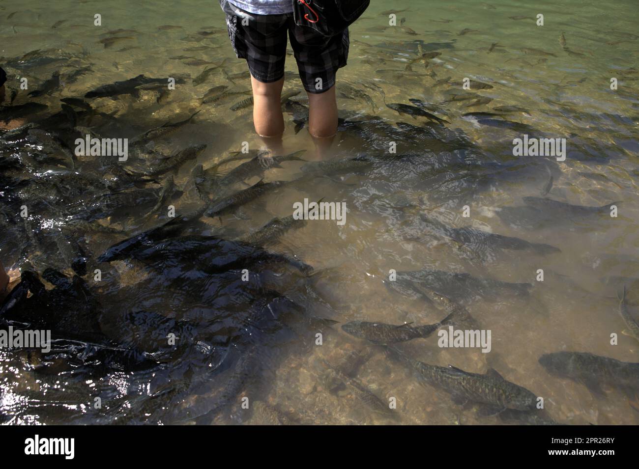 A visitor is enjoying fish massage at a fish massage service station in ...