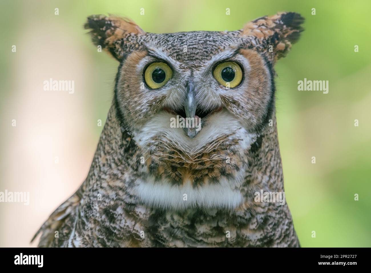 Closeup great horned owl hi-res stock photography and images - Alamy