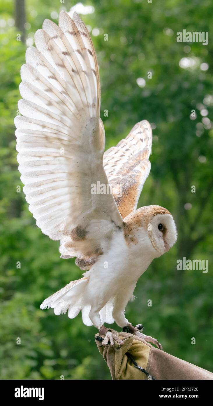 Vertical image of a barn owl with wings extended Stock Photo - Alamy