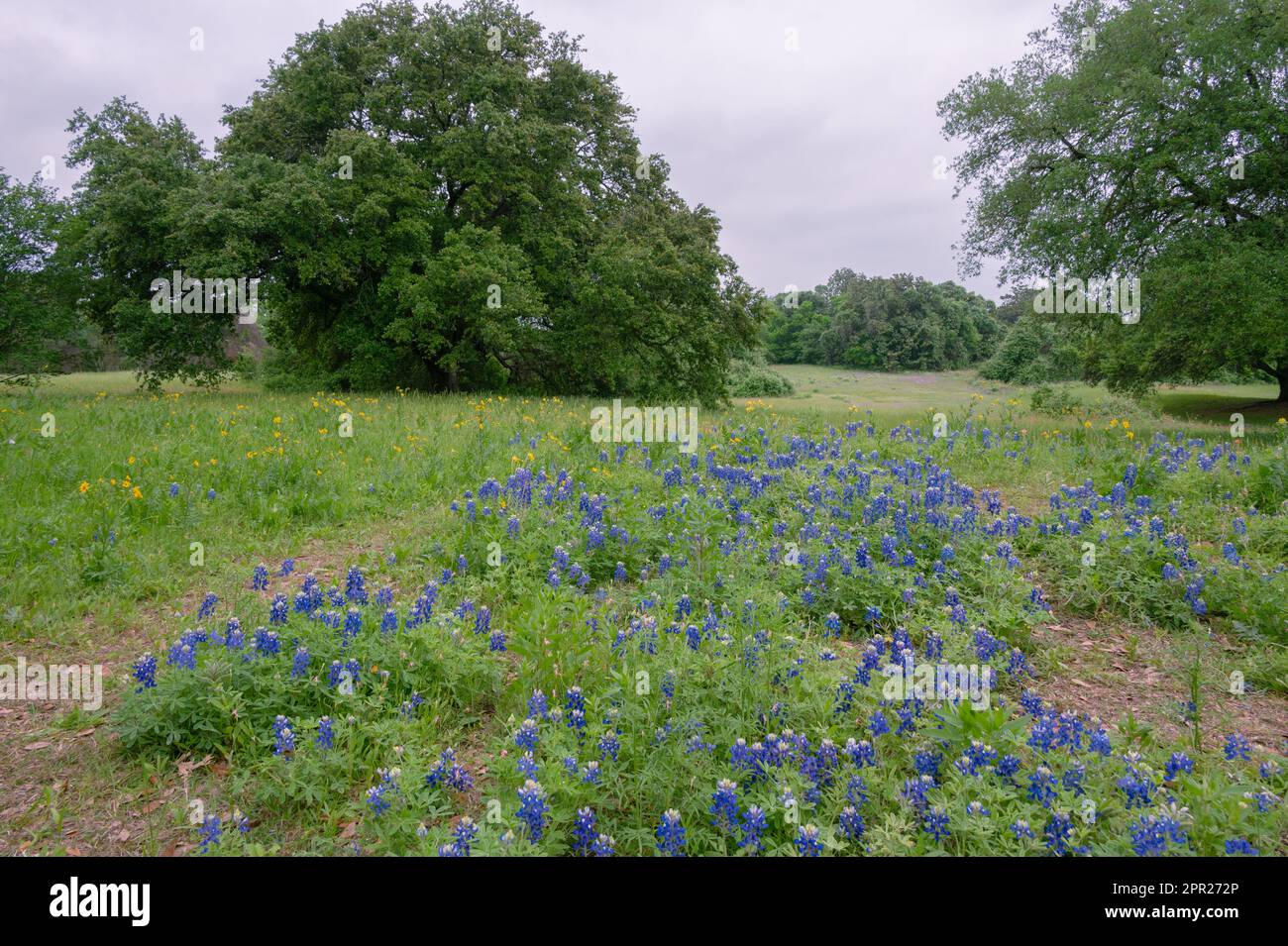 Eastern Texas Landscape Bill Walterman's From The Air: A Different