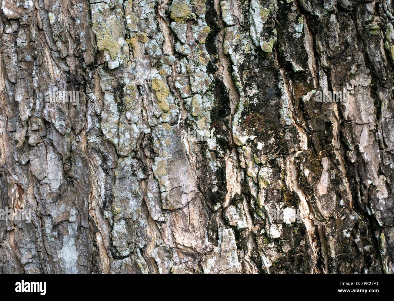Munggur, Trembesi, Rain Tree (Samanea saman) tree bark, natural ...