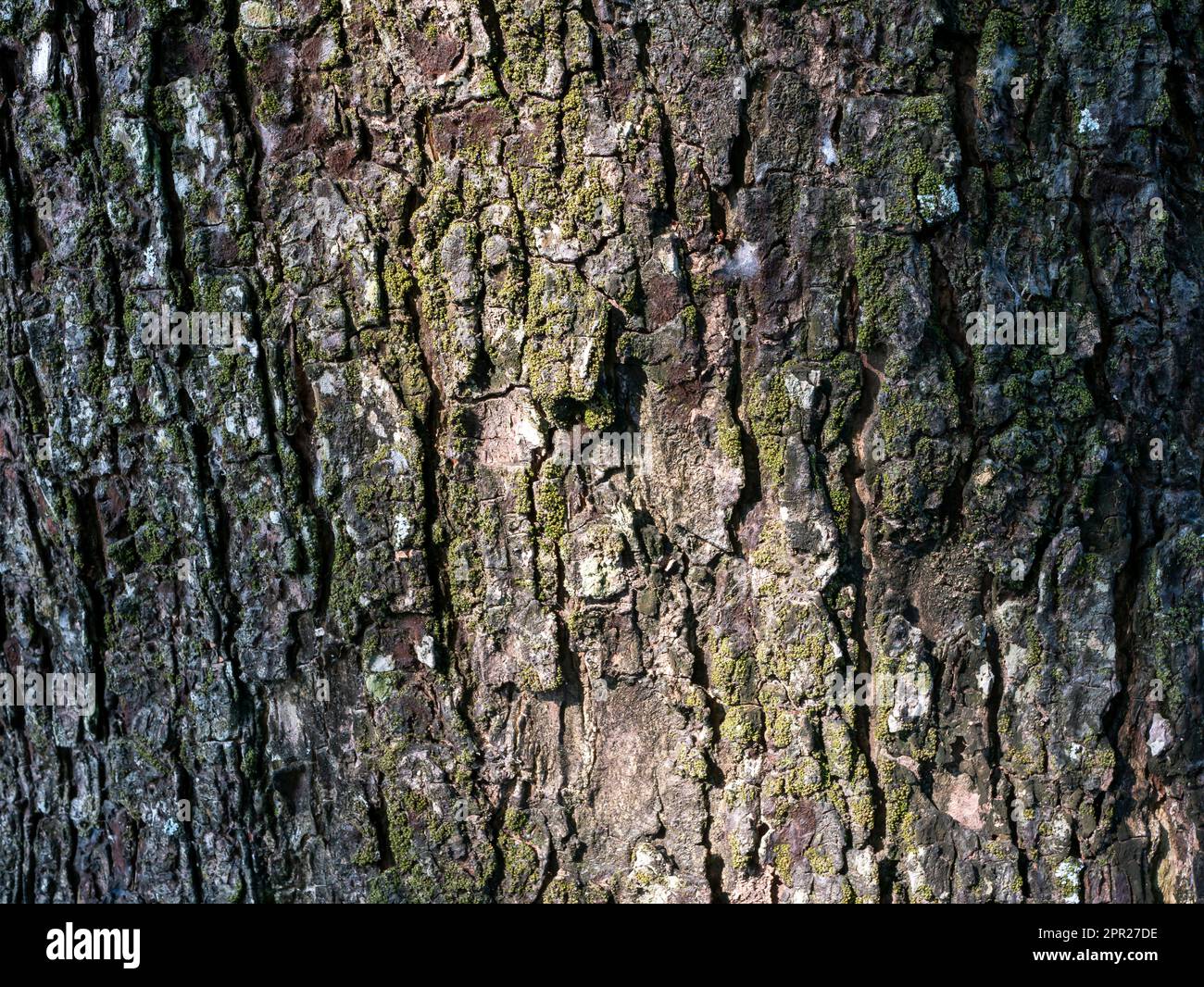 Munggur, Trembesi, Rain Tree (Samanea saman) tree bark, natural ...