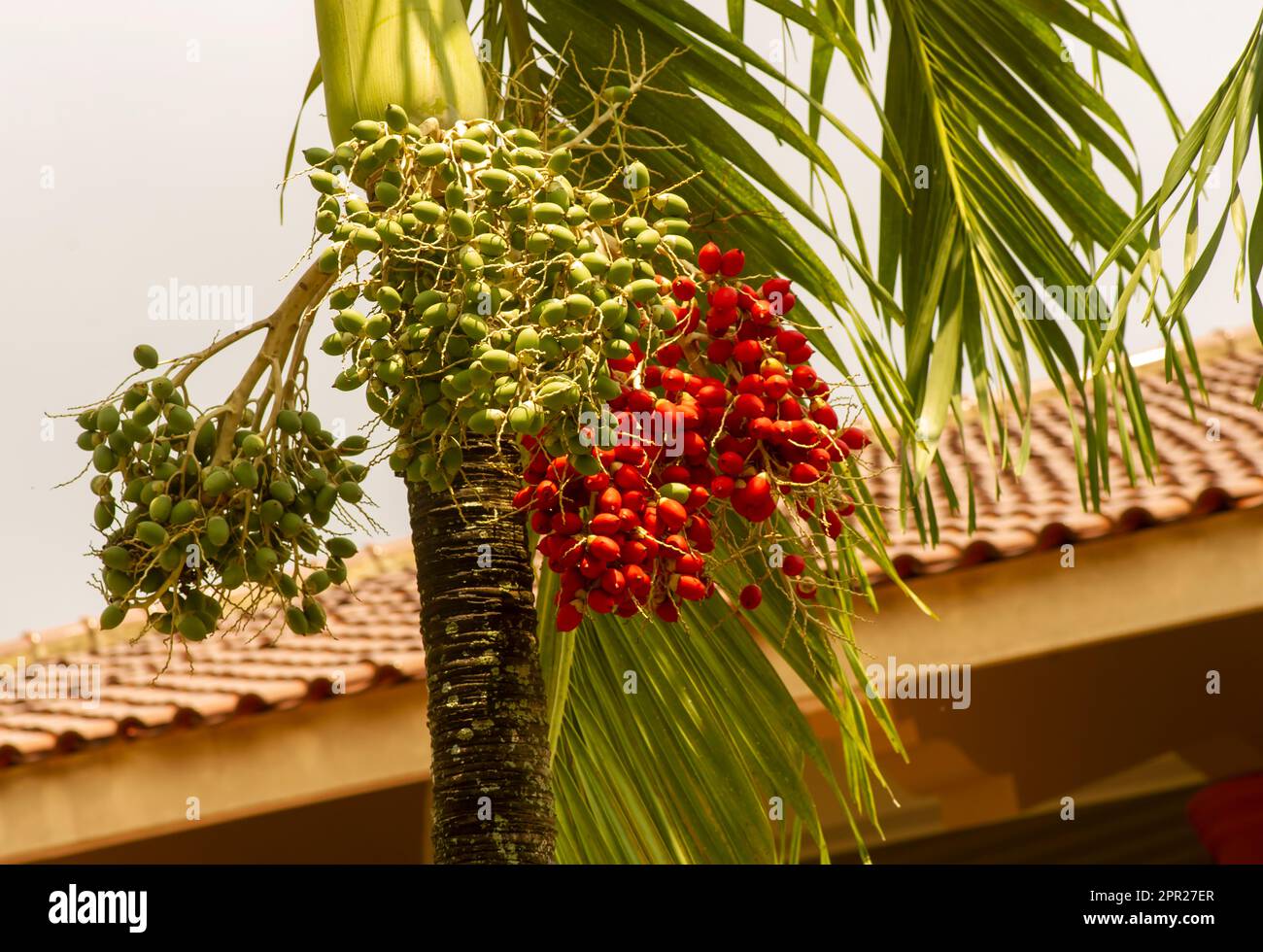 Red and green Areca nut palm, Betel Nuts, Betel palm (Areca catechu ...