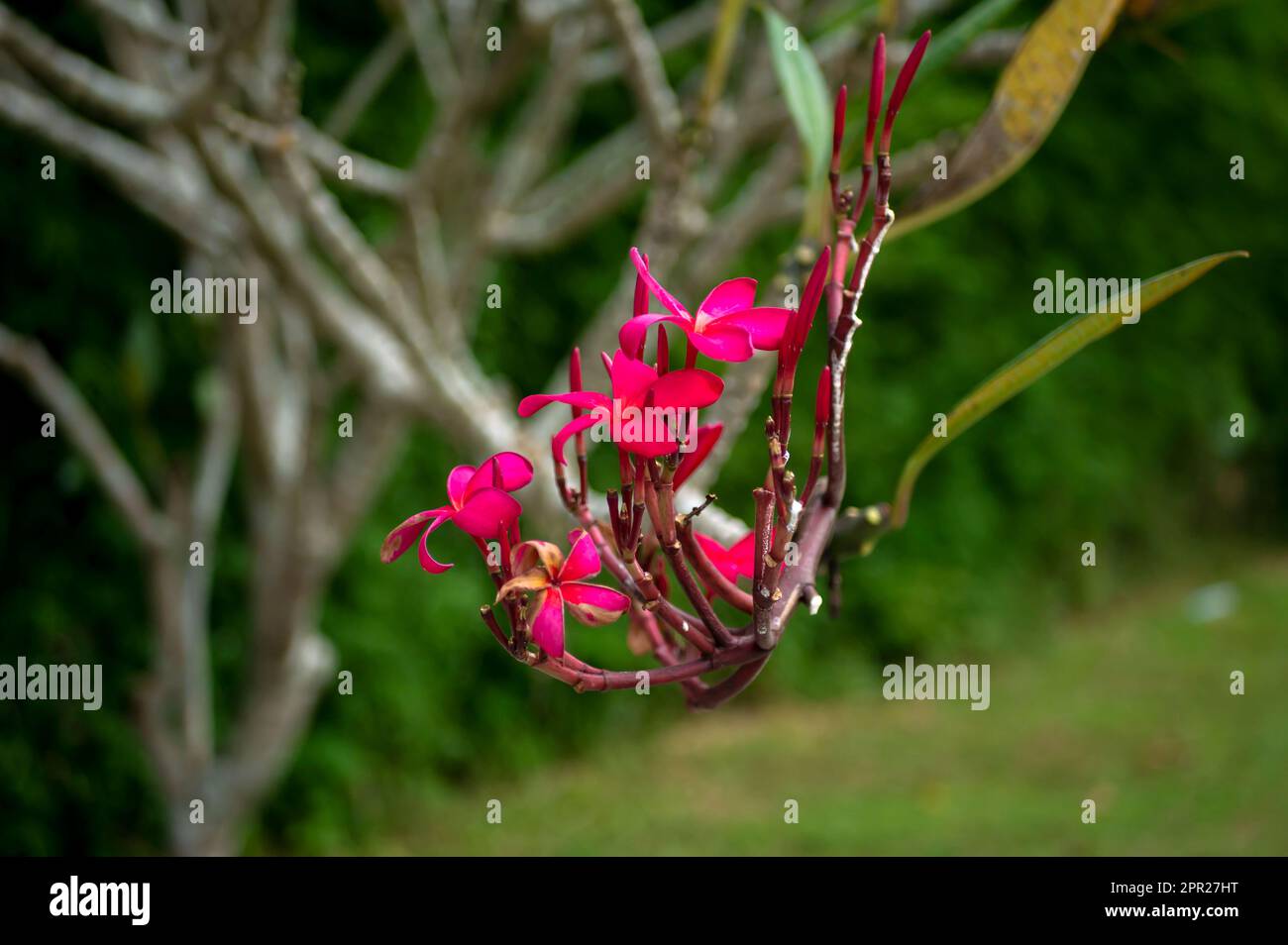 Red Kamboja flower (Plumeria), a genus of flowering plants in the ...