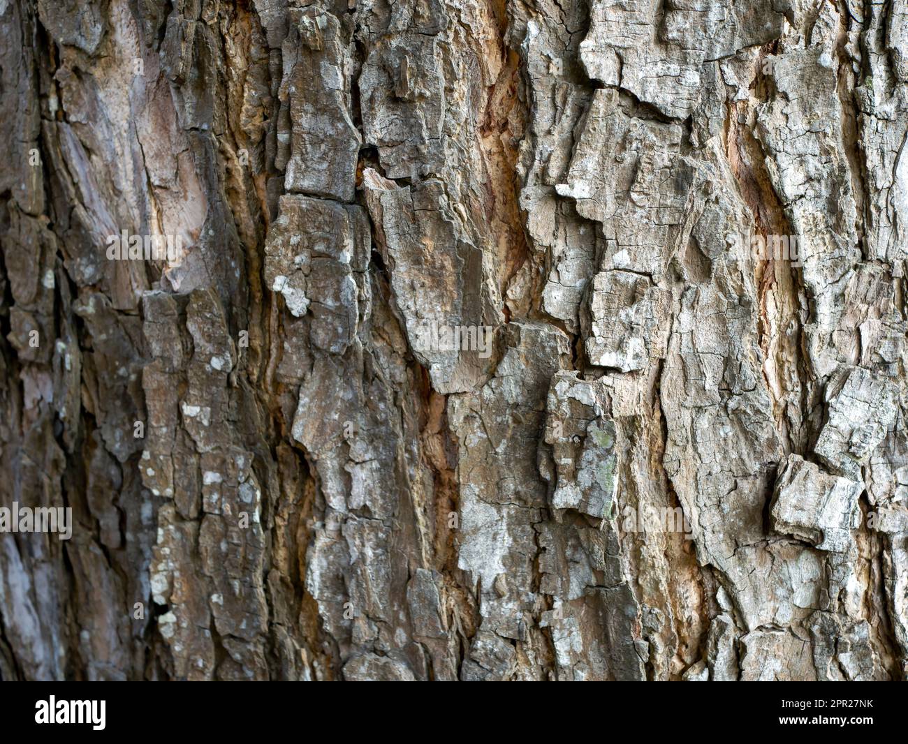 Munggur, Trembesi, Rain Tree (Samanea saman) tree bark, natural ...