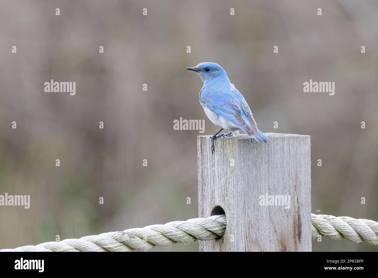 Mountain Bluebird bird at Vancouver BC Canada Stock Photo - Alamy