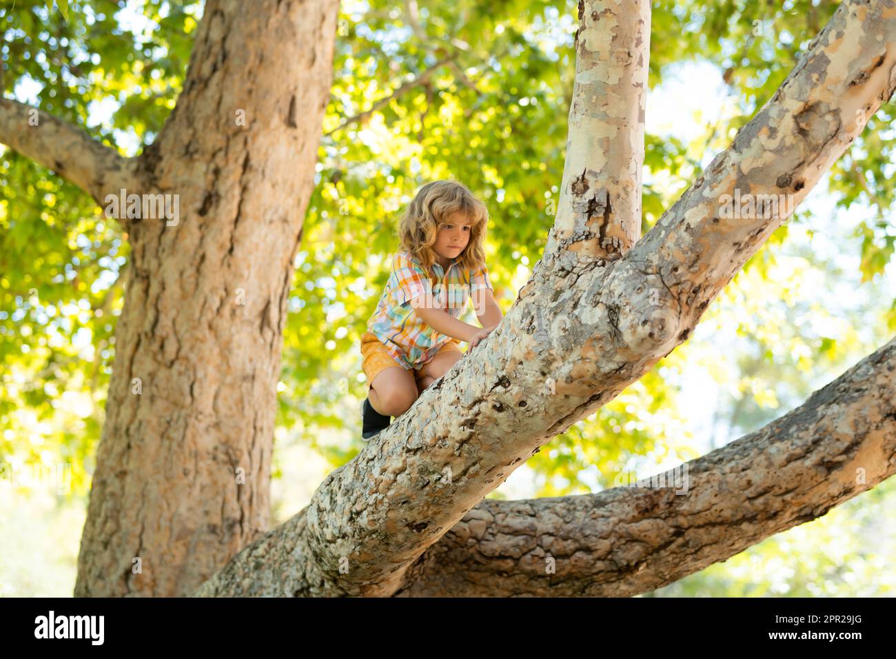 Kid boy playing and climbing a tree and hanging branch Stock Photo - Alamy
