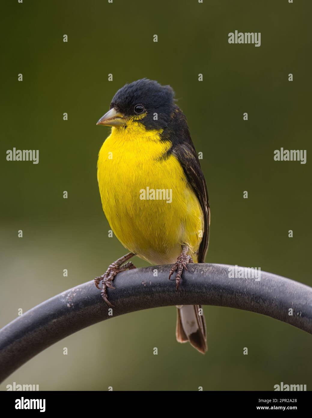 Lesser goldfinch yellow hi-res stock photography and images - Alamy