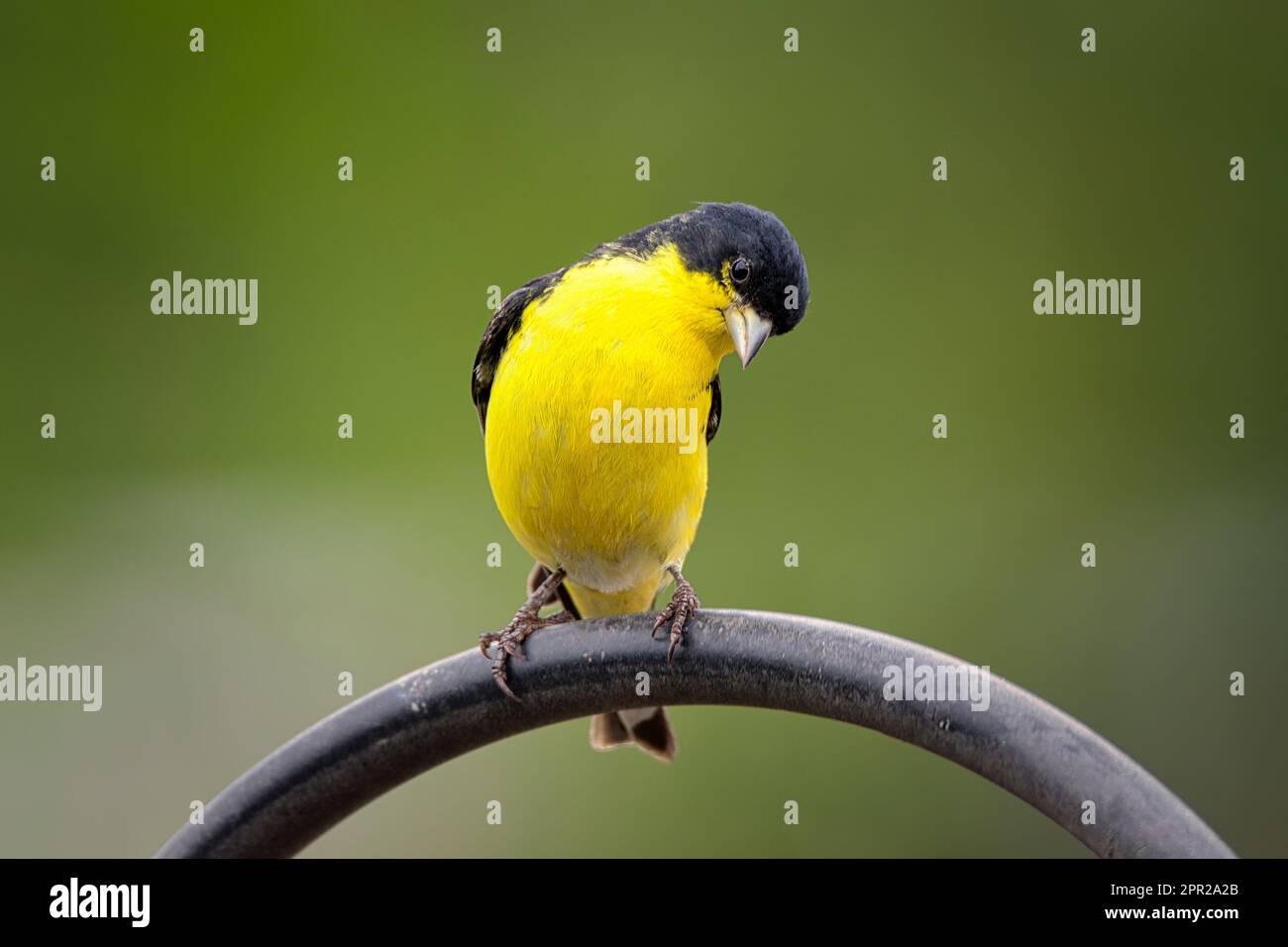 Lesser goldfinch cockeyed look Stock Photo - Alamy