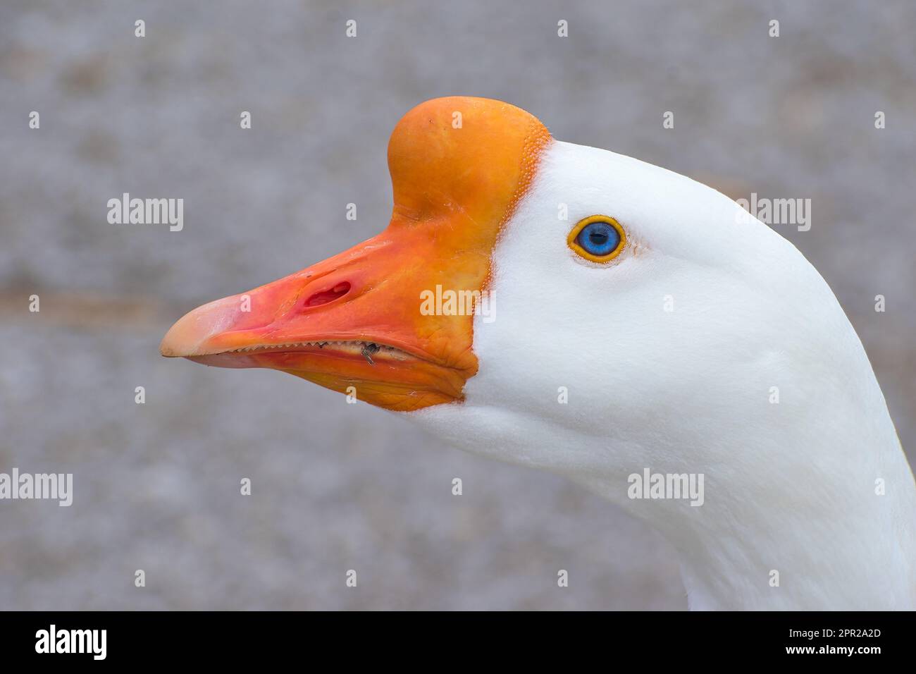 White Chinese Goose Head Stock Photo - Alamy