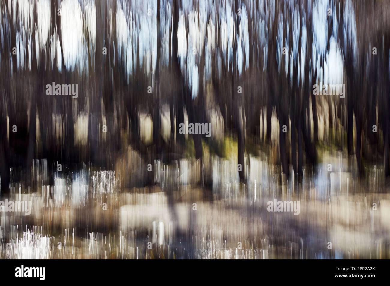 Abstract photograph of forest hi-res stock photography and images - Alamy