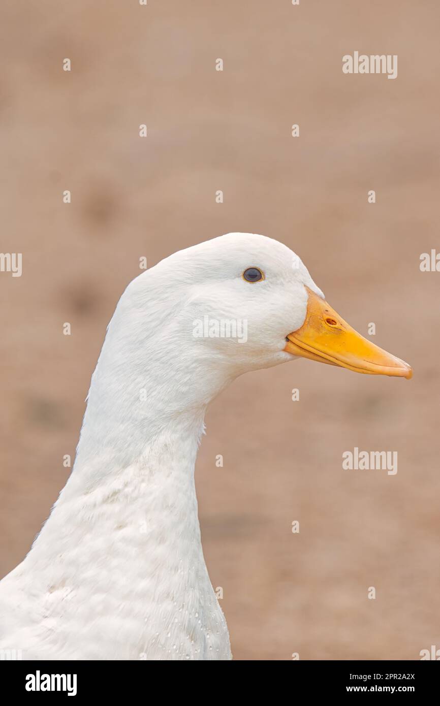 Profile of a Pekin Duck Stock Photo - Alamy