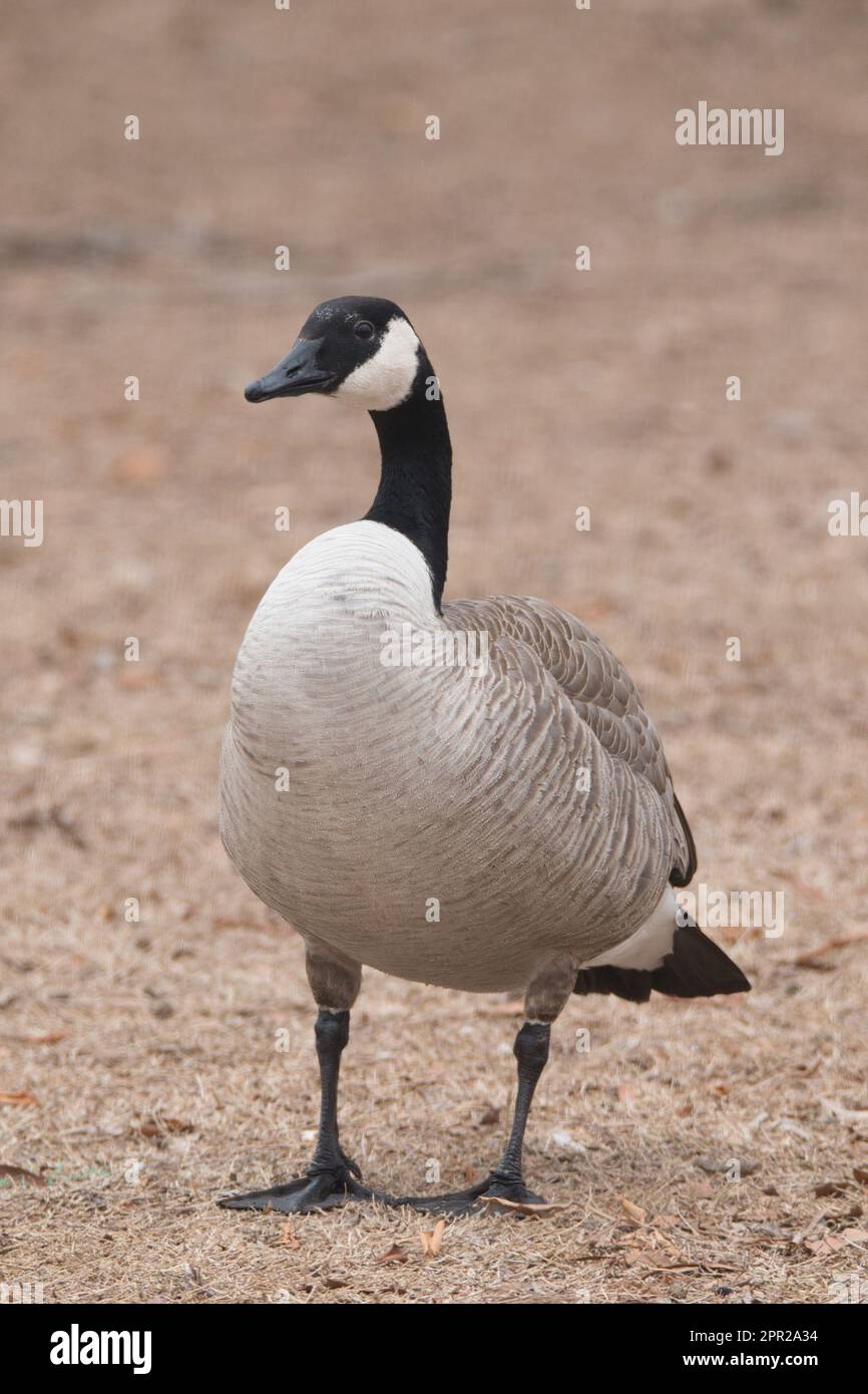 Canada Goose on Land Stock Photo - Alamy