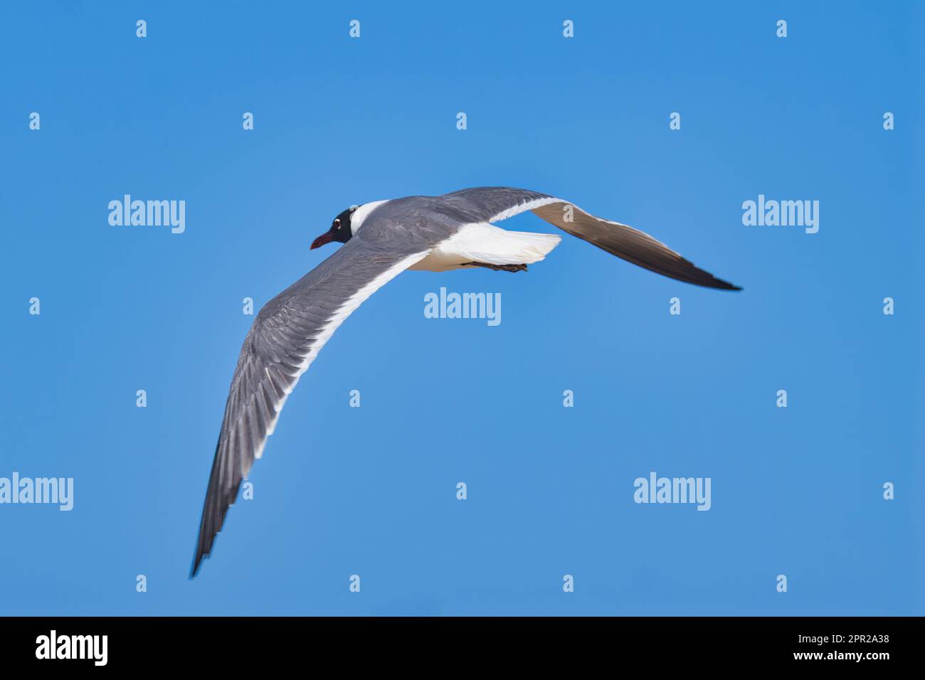 Seagull Flying Away Stock Photo - Alamy