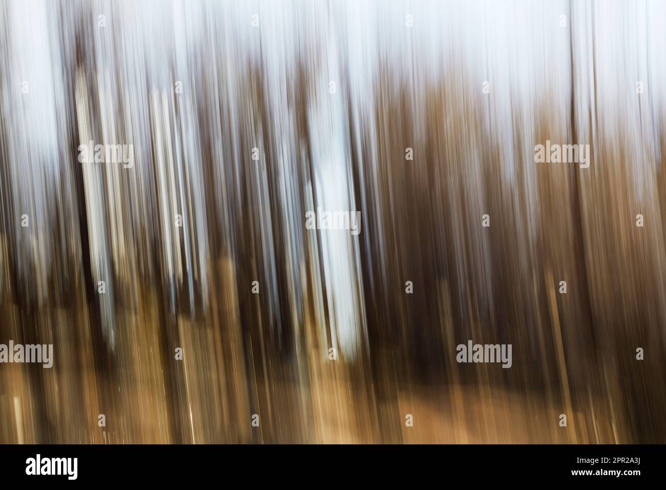 Abstract photograph of forest hi-res stock photography and images - Alamy