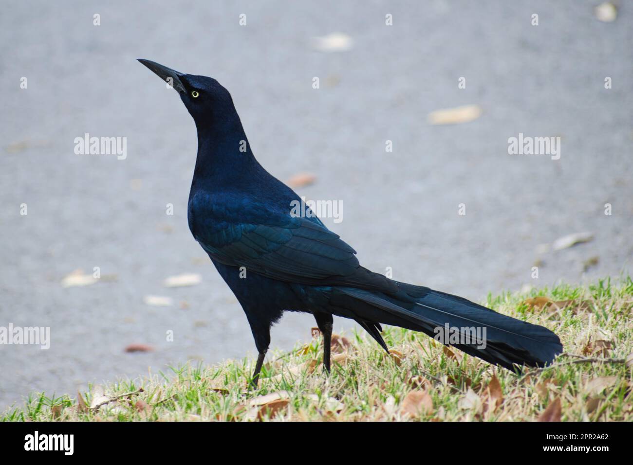Fancy tail hi-res stock photography and images - Alamy