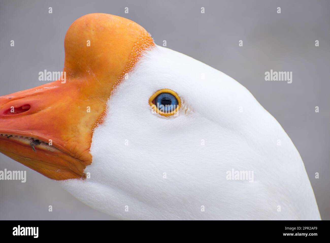 Blue-eyed Chinese Goose Stock Photo - Alamy