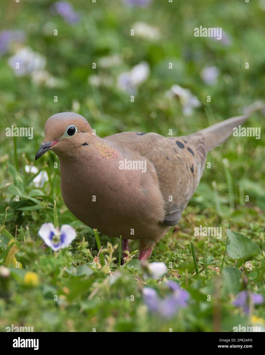 Dove in flowers hi-res stock photography and images - Alamy