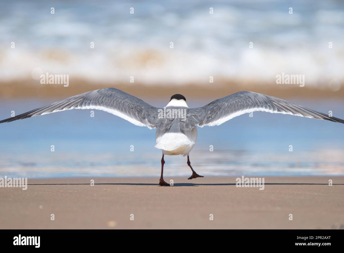 Walking with outstretched wings Stock Photo - Alamy