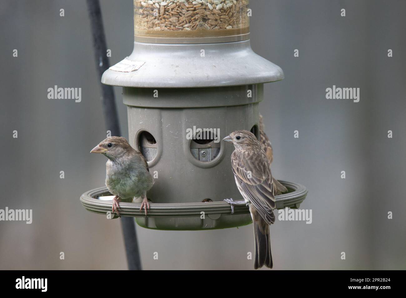Female house finches hi-res stock photography and images - Alamy
