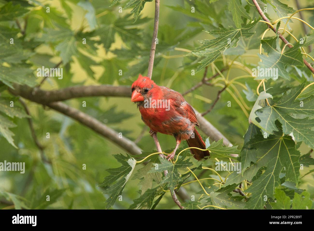 Molting Cardinal in Tree Stock Photo - Alamy