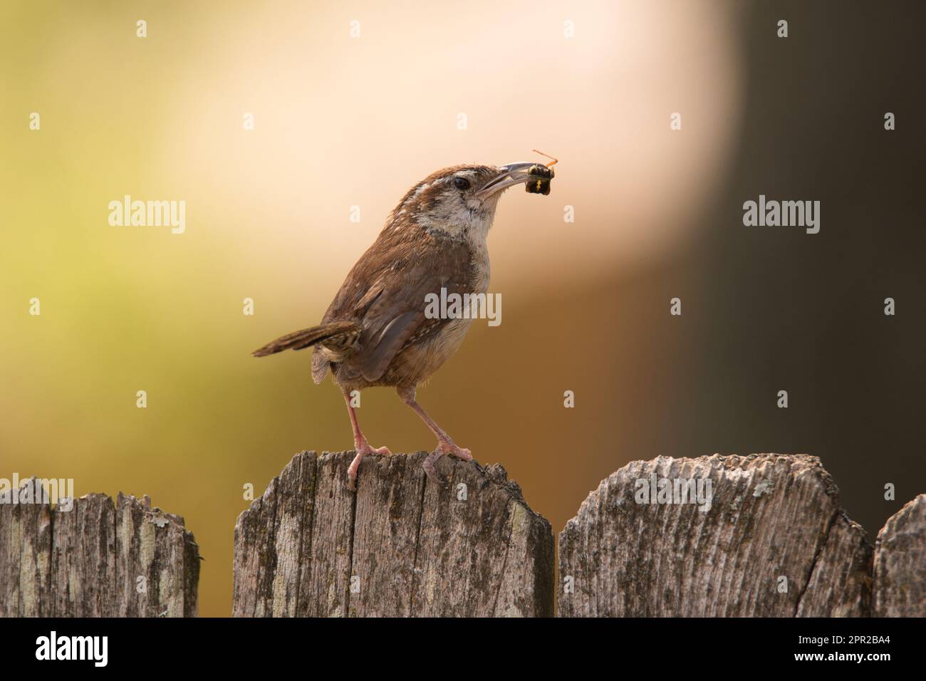 Carolina wren with insect - Side view Stock Photo - Alamy