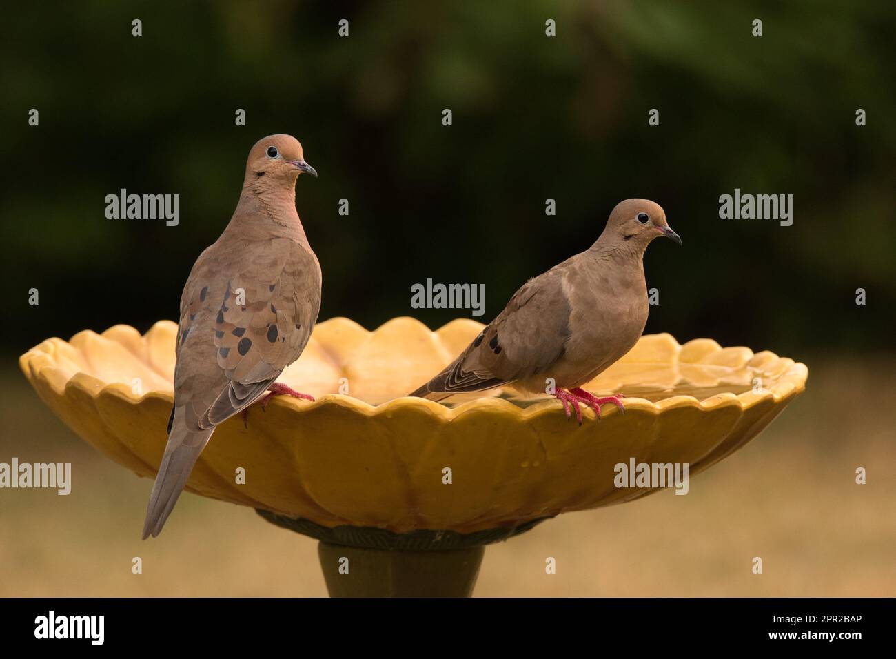 Two mourning doves on a bird bath Stock Photo - Alamy
