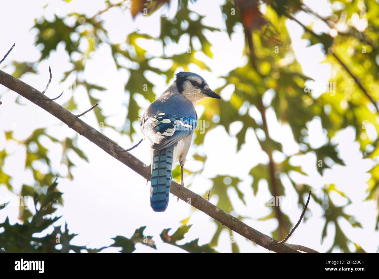 Jay on the tree hi-res stock photography and images - Alamy