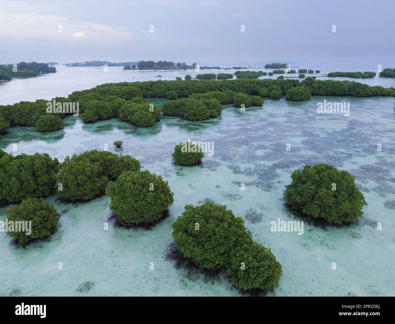 pari island in the morning with beautiful view of mangrove trees and ...