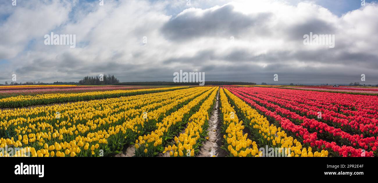 Panoramic landscape of vibrantly colorful field of blooming tulips on ...