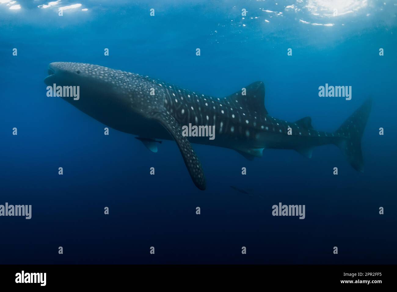 Maldives swimming with whale sharks hi-res stock photography and images ...