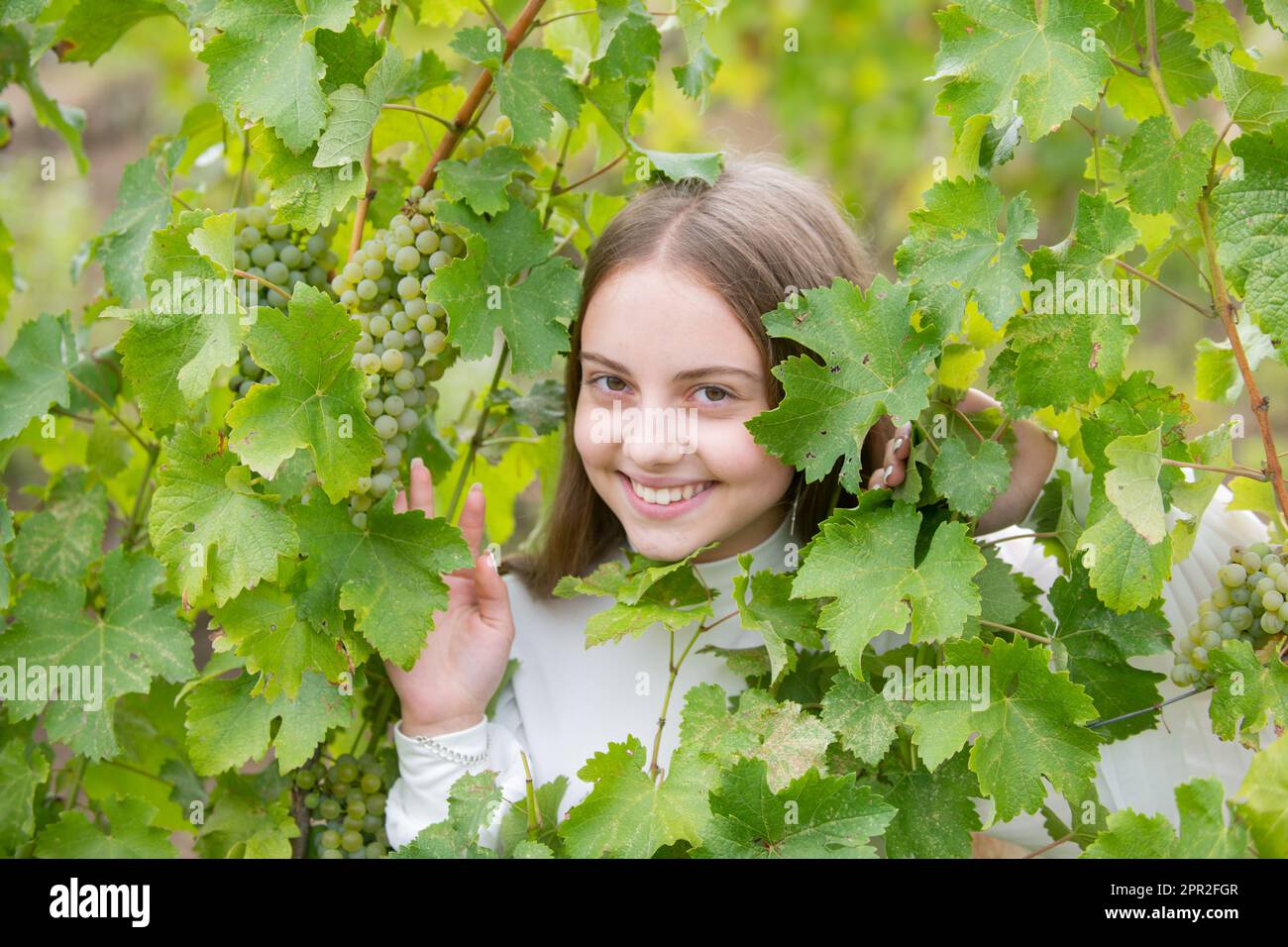 Little girl with grapes outdoors. Smiling happy kid eating ripe grapes ...
