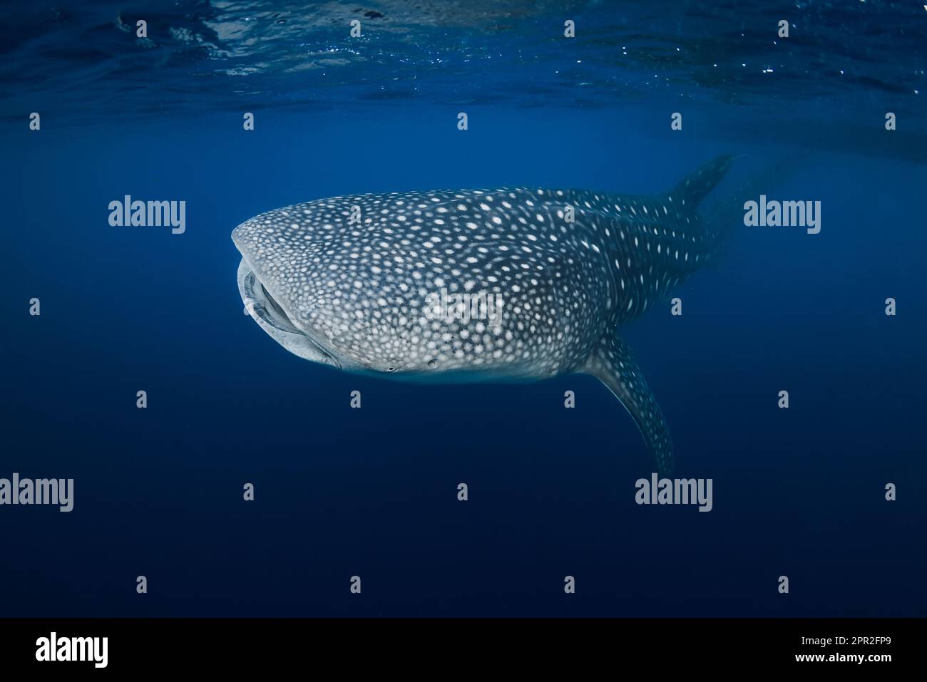 Whale shark in deep blue ocean. Giant Whale shark swimming underwater ...