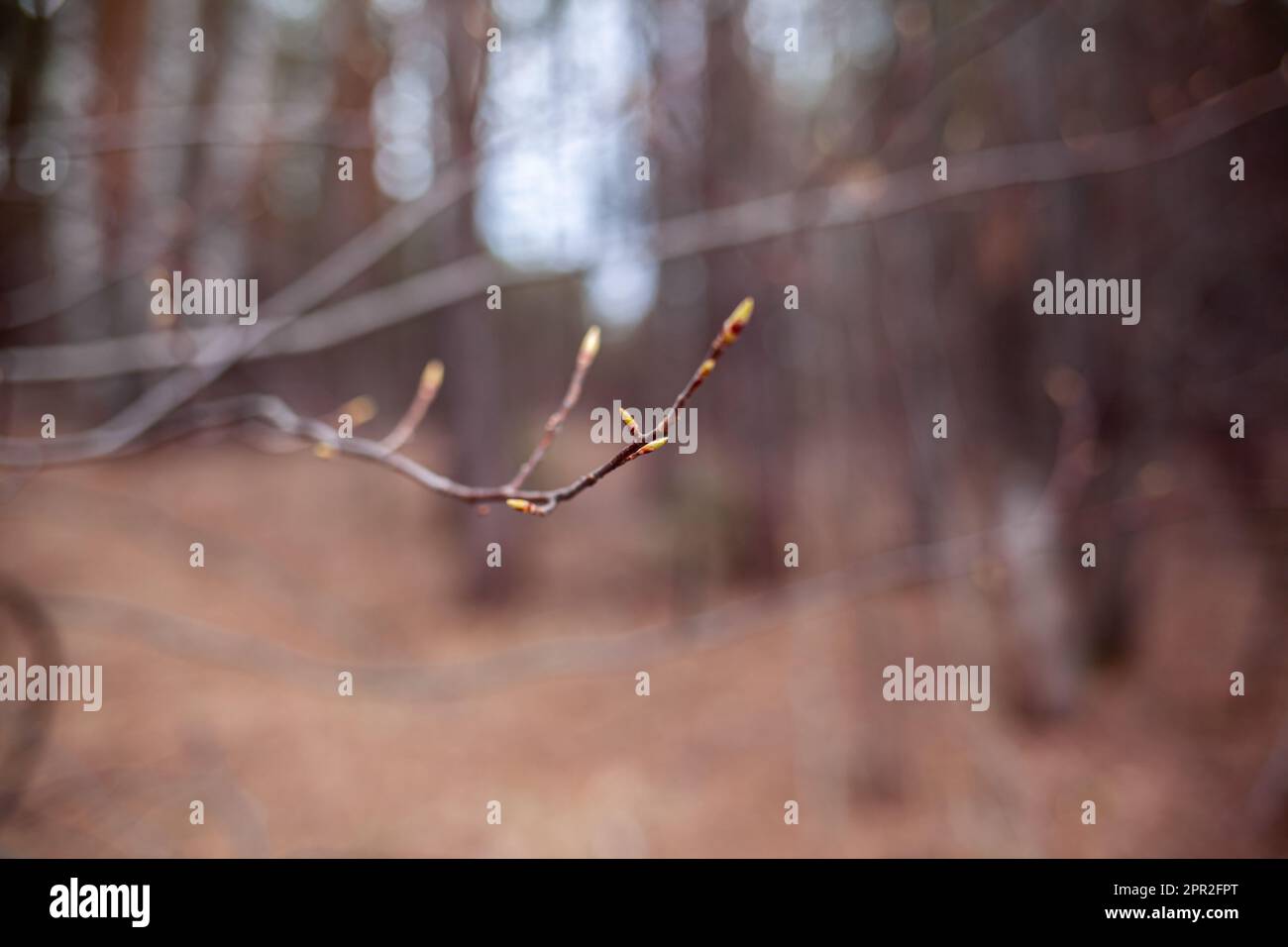 The first buds on a tree branch in spring in cloudy weather. Spring ...