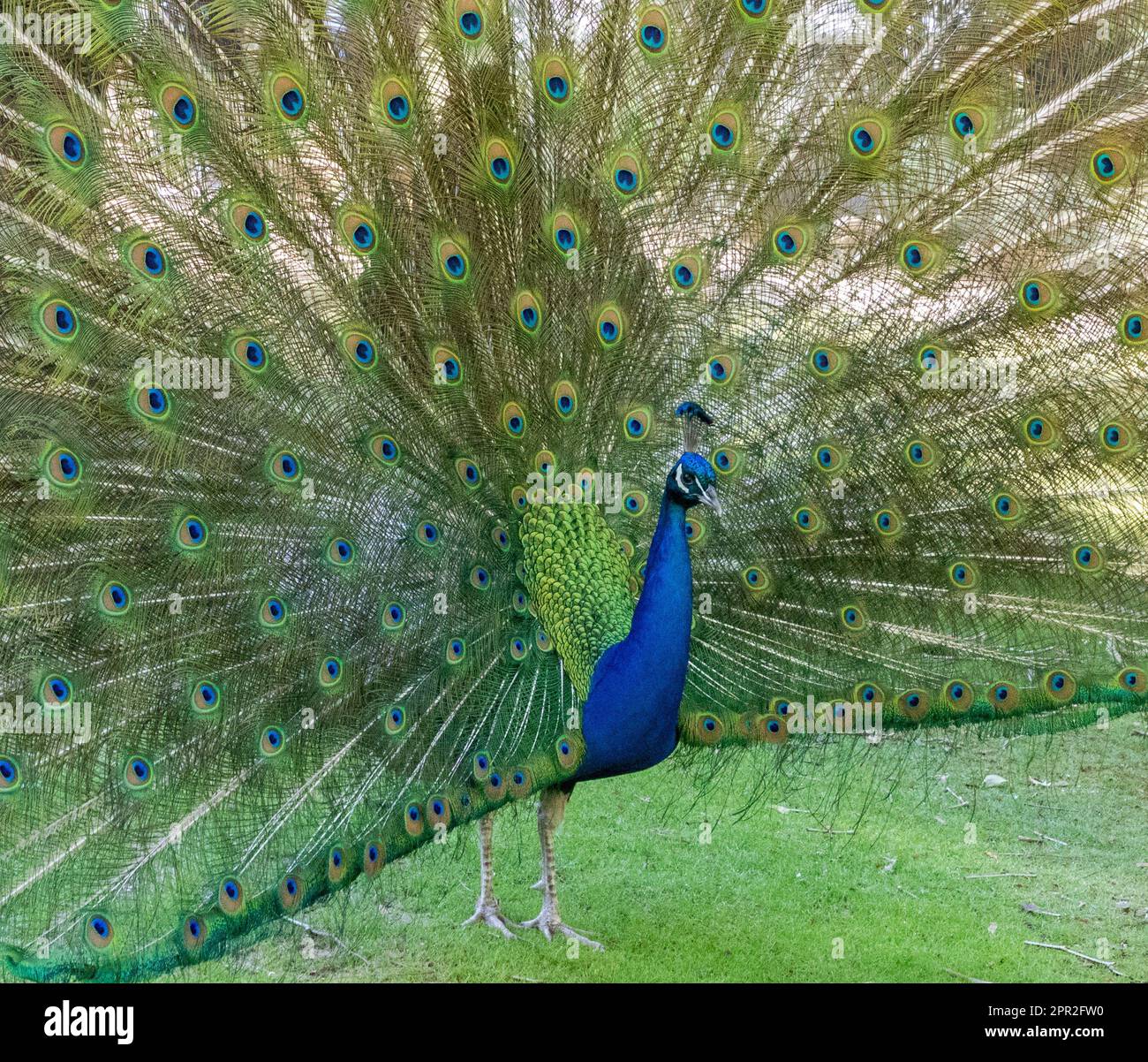 Peacock at Cataract Gorge, Launceston, Tasmania, Australia Stock Photo ...
