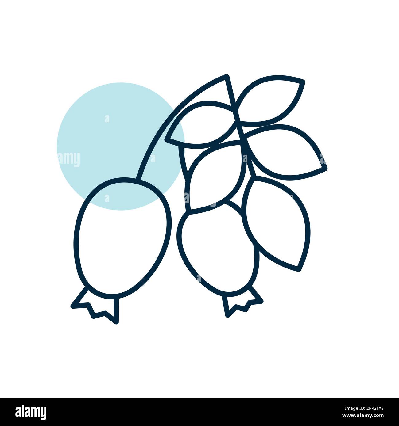 Rose hip berries and leaves vector icon Stock Vector Image & Art - Alamy