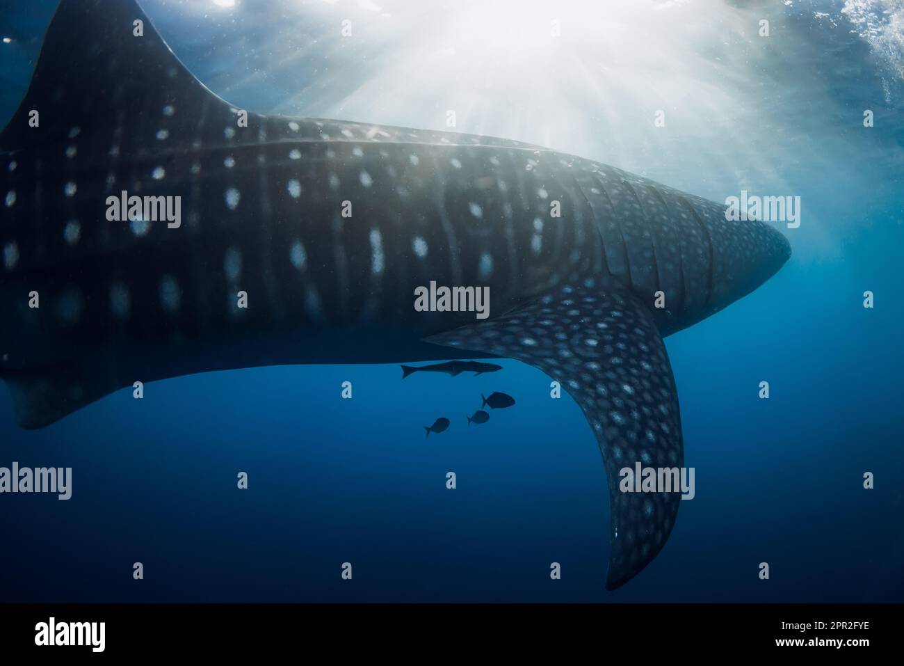 Underwater view of whale shark swimming in blue ocean with sun light ...