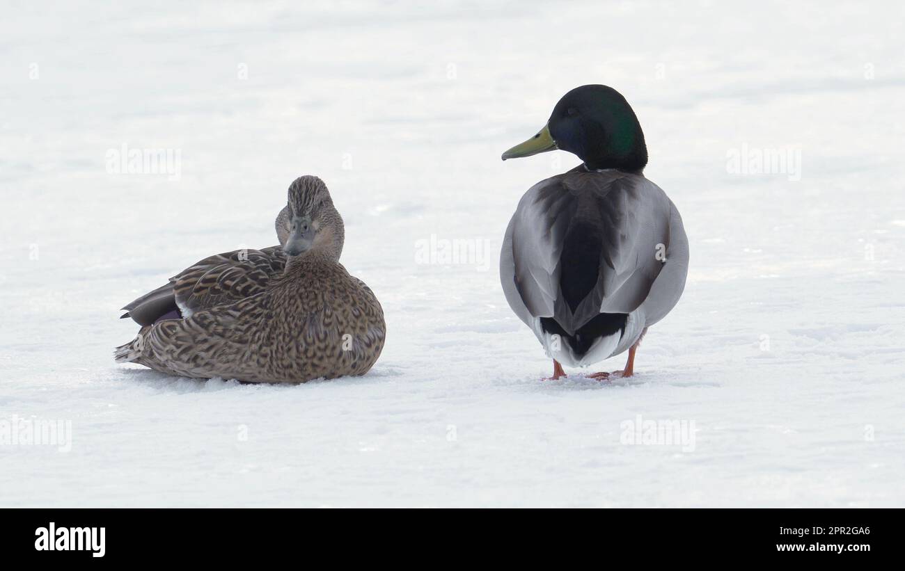 Wild mallard duck and drake walk and sit on the ice of a frozen lake ...