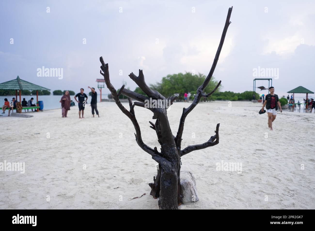 dead tree trunks in the middle of the beach sand, April, 24 2023 Stock ...