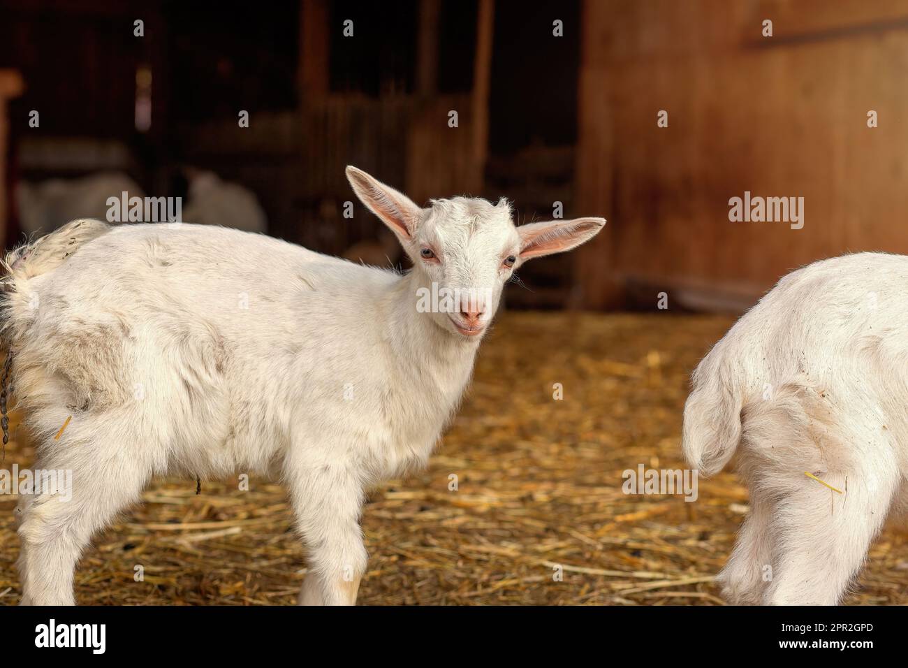 Baby goat on animal farm. High quality photo Stock Photo - Alamy