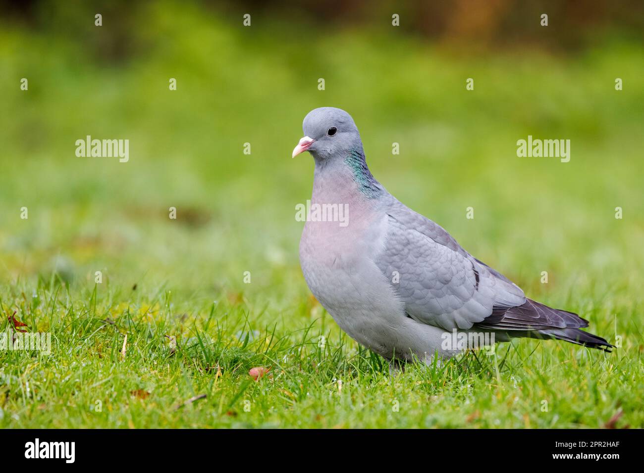 Stock Dove [ Columba oenas ] on lawn Stock Photo - Alamy