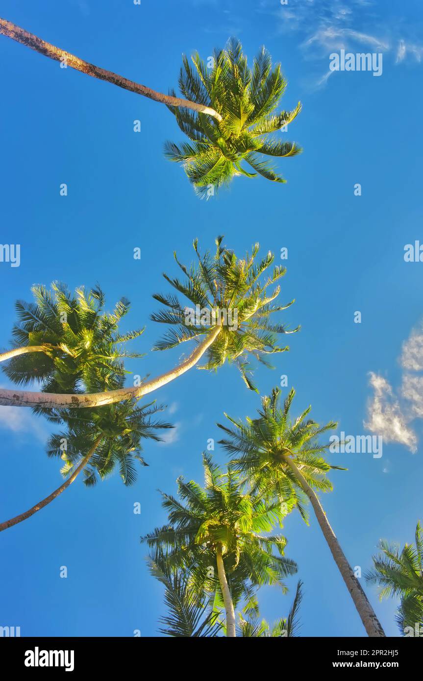 Canopy of palm trees hi-res stock photography and images - Alamy
