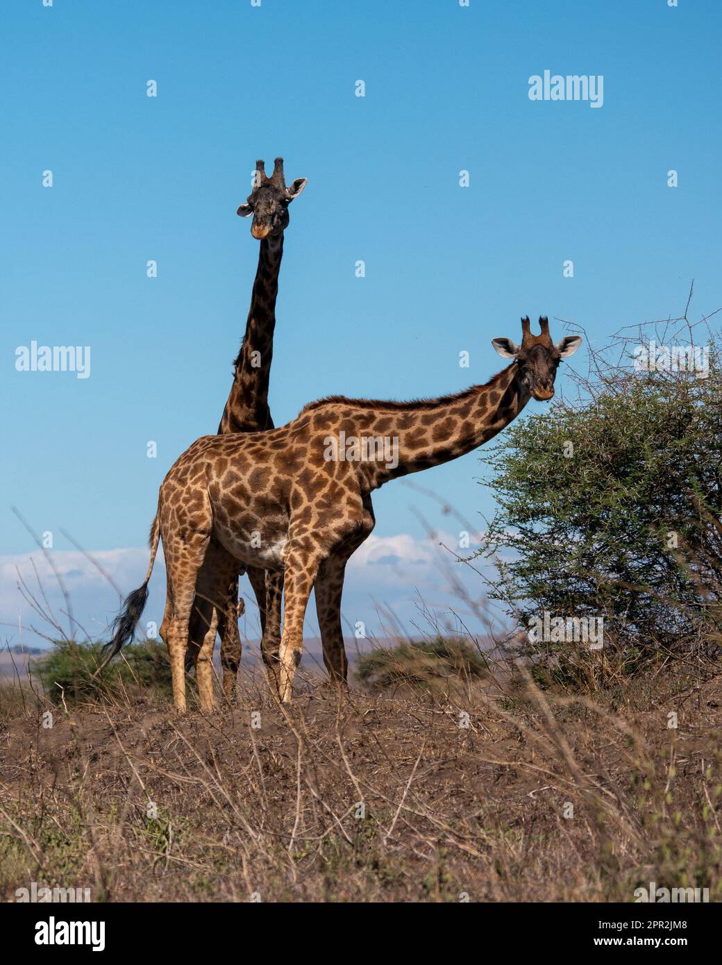Two giraffes standing side-by-side in a natural, outdoor environment ...