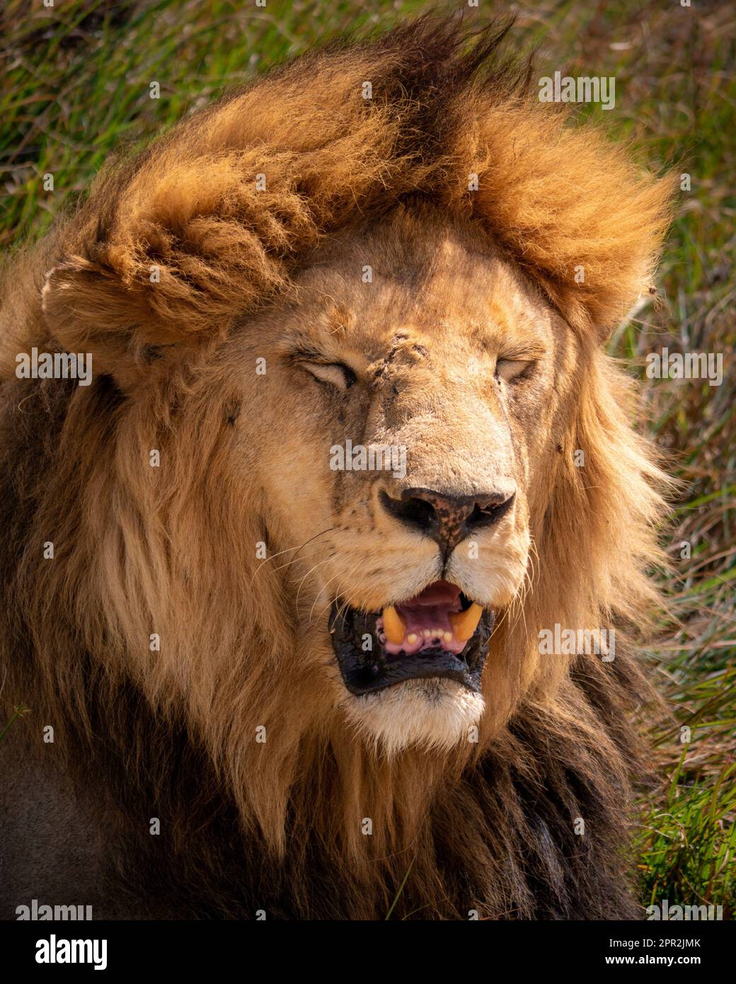 A close-up shot of a majestic lion yawning, with its mouth wide open ...