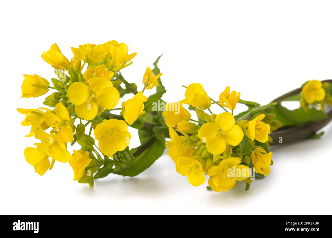 Field mustard flowers isolated on white background Stock Photo - Alamy